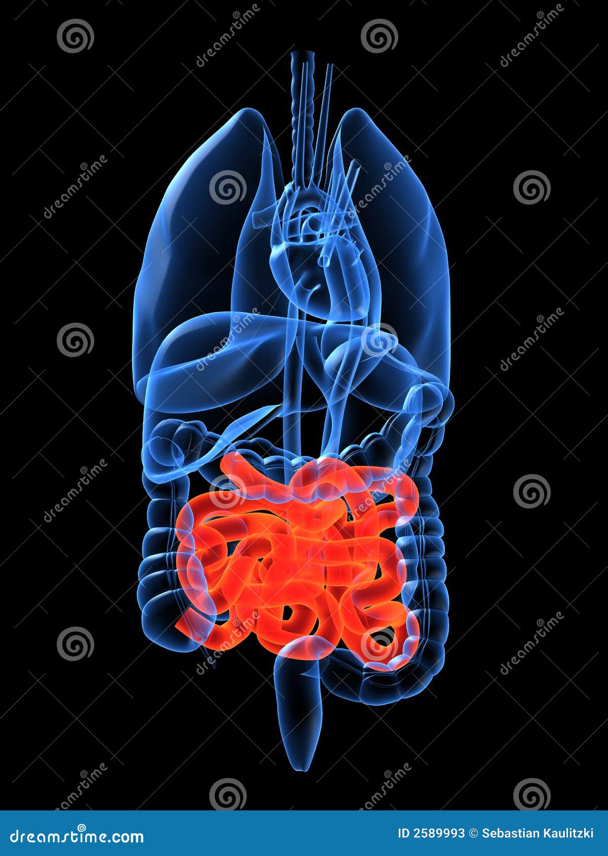 Highlighted intestine stock illustration. Illustration of internal ...