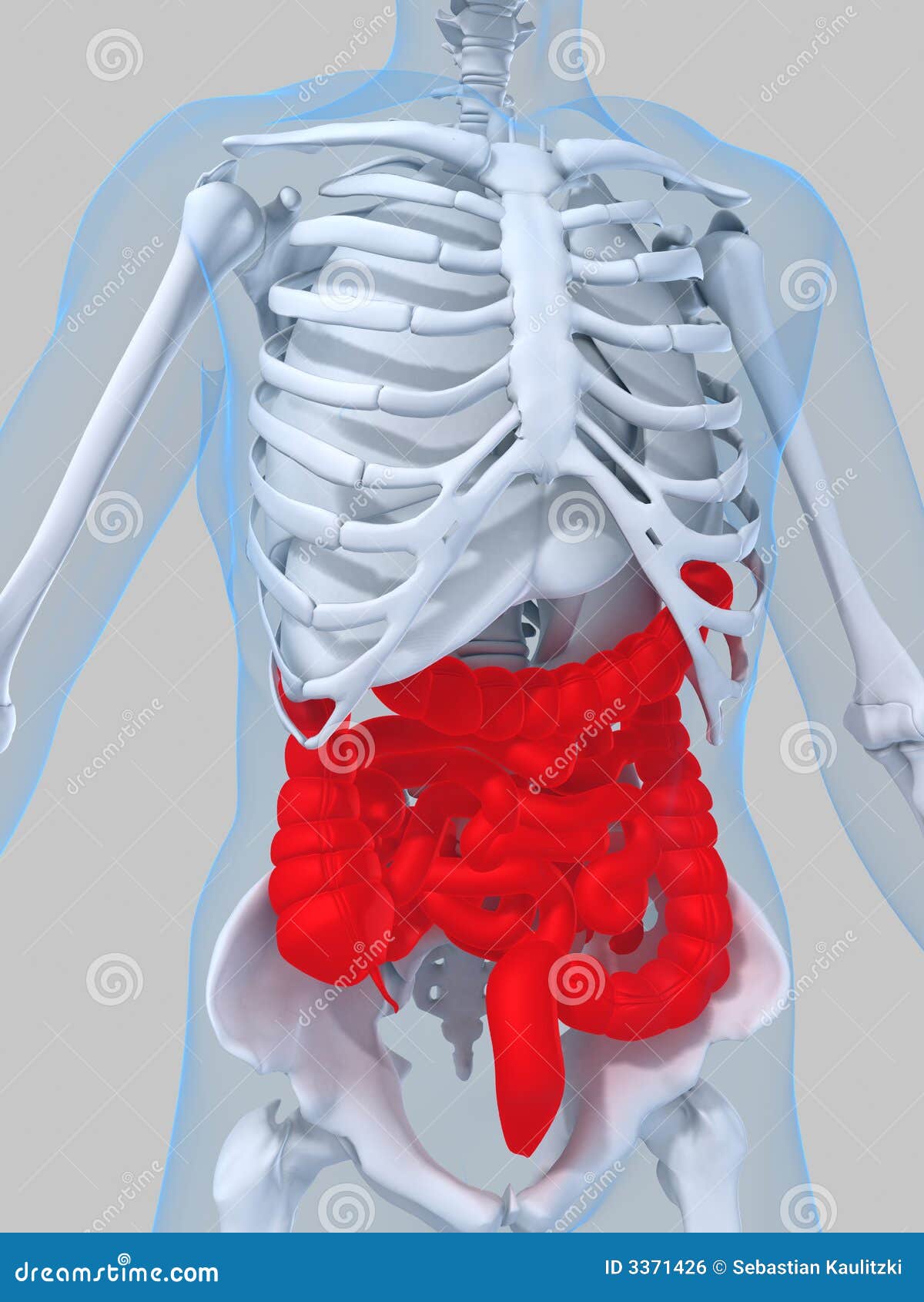 Highlighted intestines stock illustration. Illustration of skeletal ...