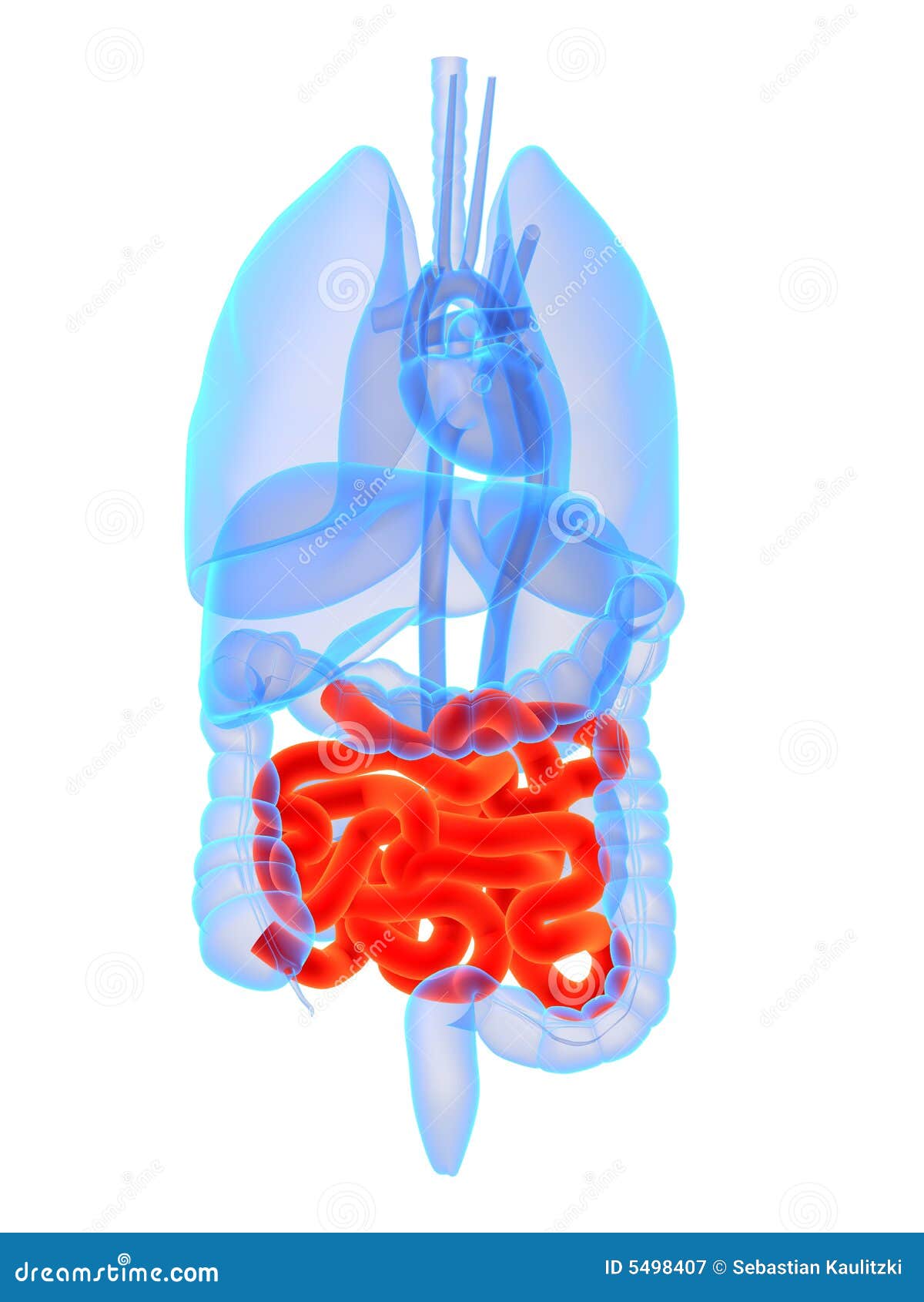 Highlighted intestines stock illustration. Illustration of internal ...