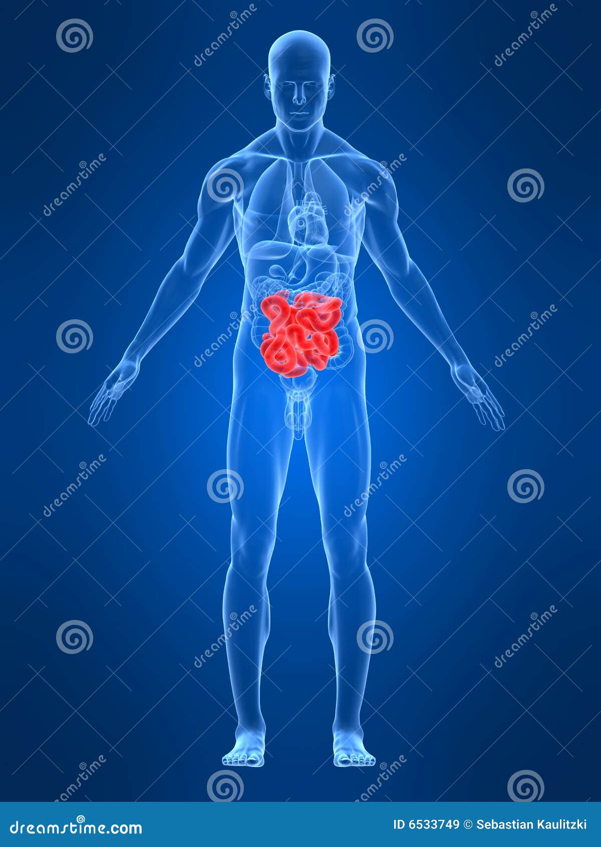 Highlighted intestines stock illustration. Illustration of body - 6533749