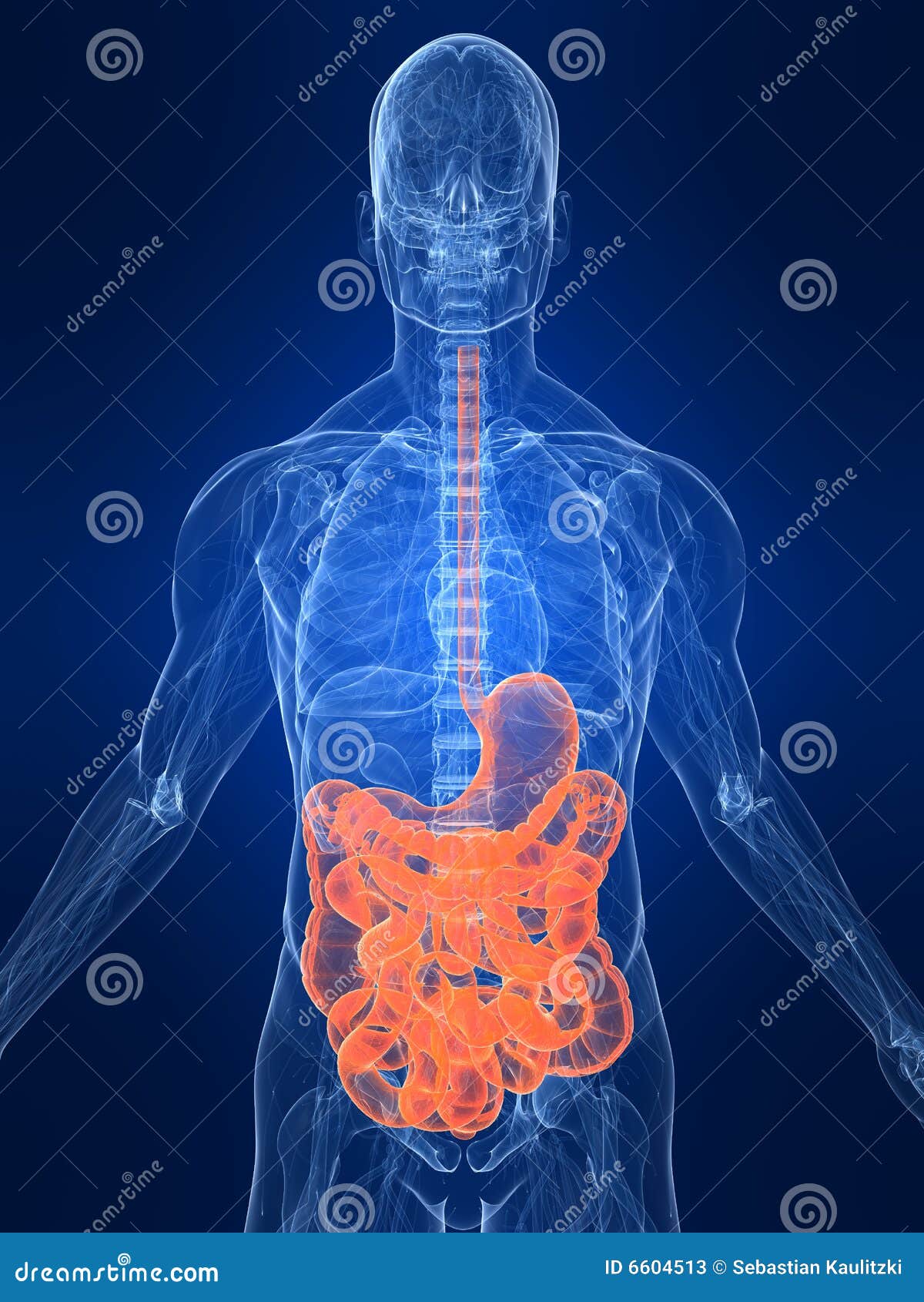 Highlighted Intestines Stock Illustration | CartoonDealer.com #5563633