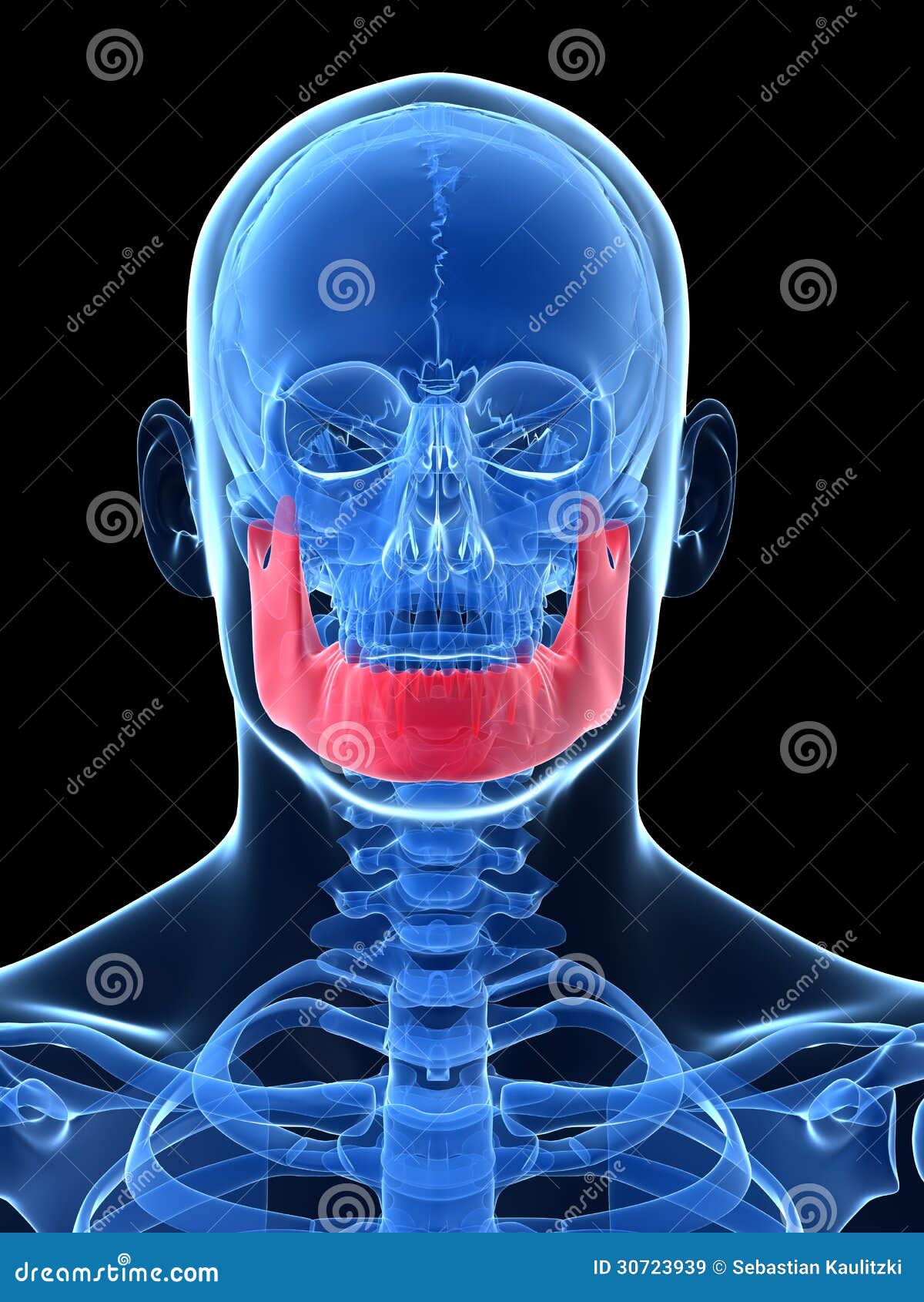 Highlighted jaw bone stock illustration. Illustration of skeletal ...