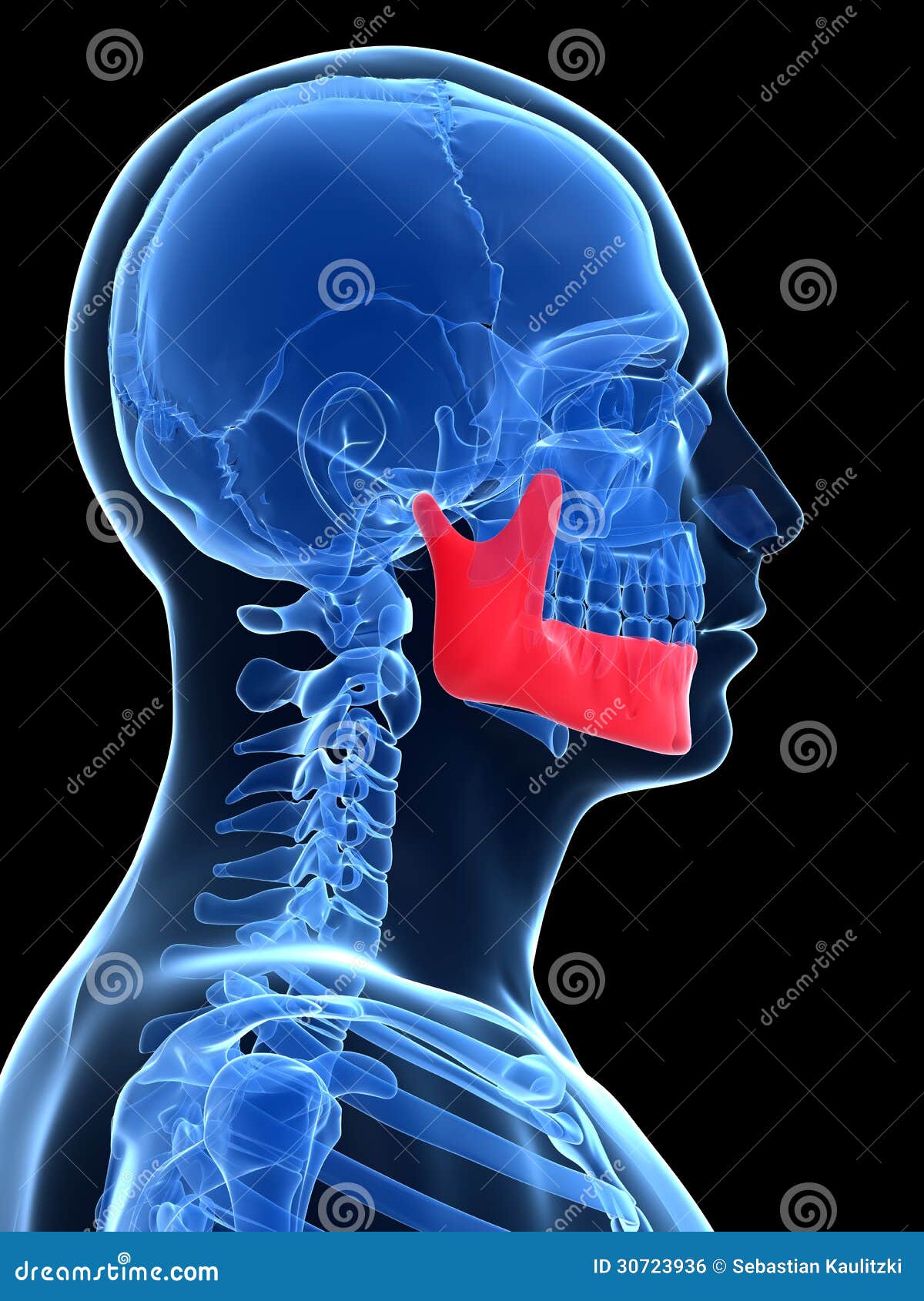 Highlighted jawbone stock illustration. Illustration of health - 30723936