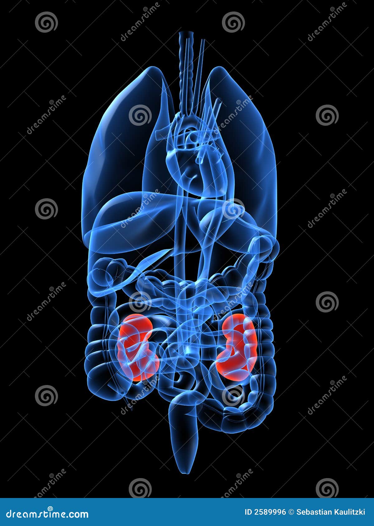 Highlighted kidney stock illustration. Illustration of colon - 2589996