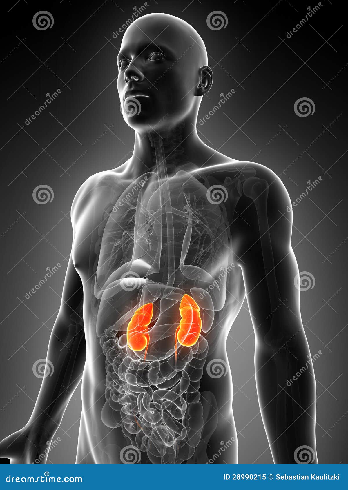 Highlighted kidneys stock illustration. Illustration of kidney - 28990215