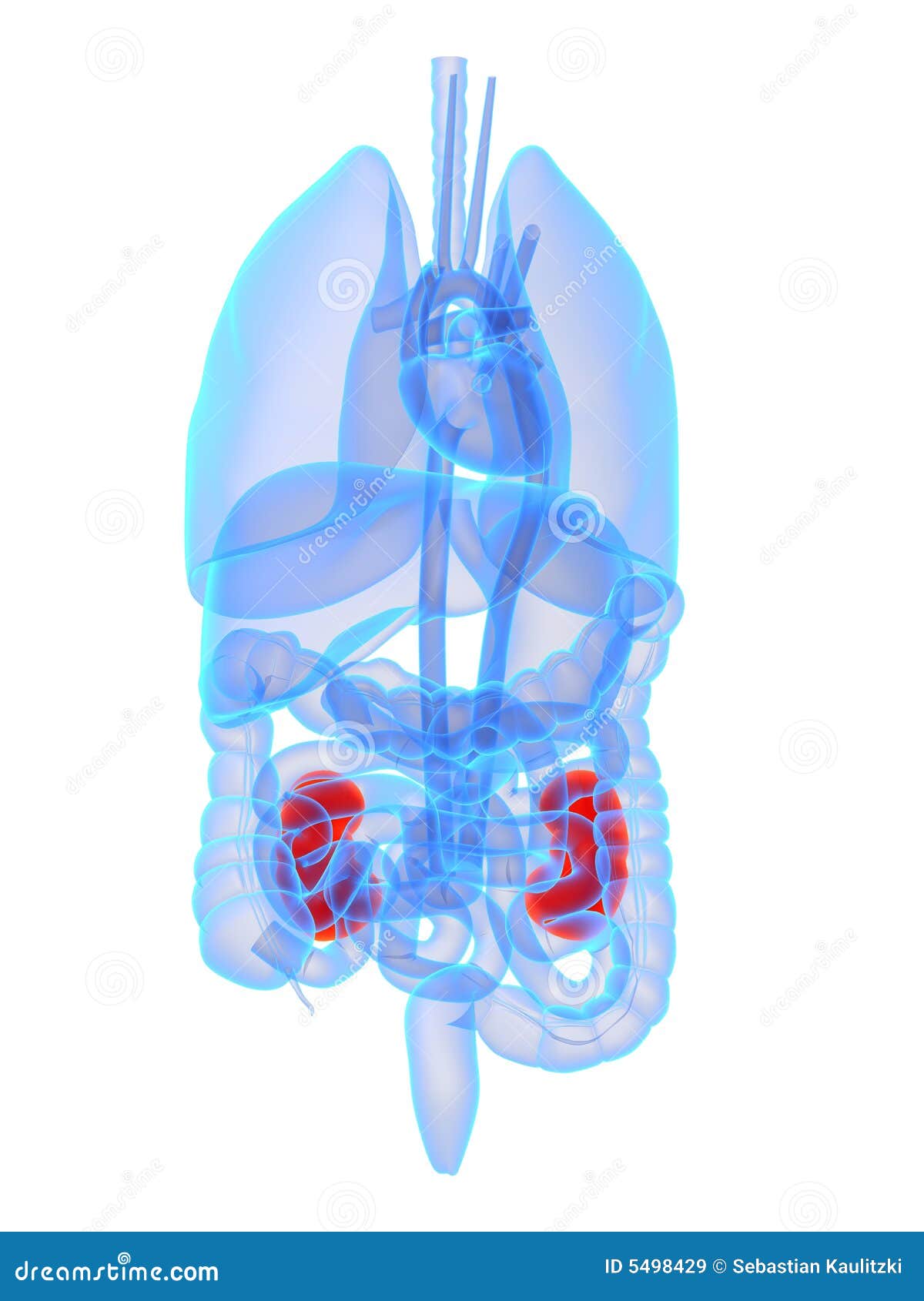 Highlighted kidneys stock illustration. Illustration of healthcare ...