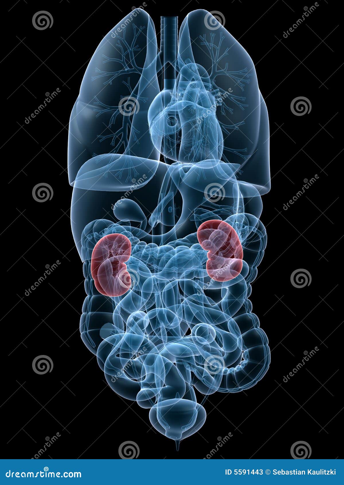Highlighted kidneys stock illustration. Illustration of medical - 5591443