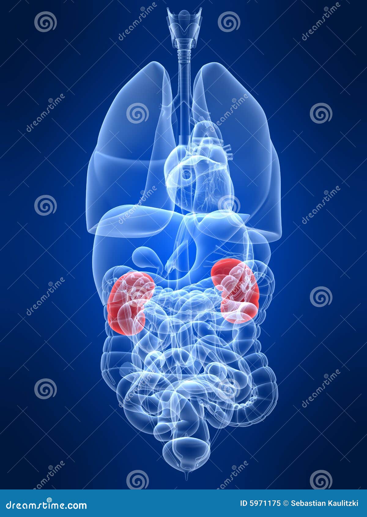Highlighted kidneys stock illustration. Illustration of colon - 5971175