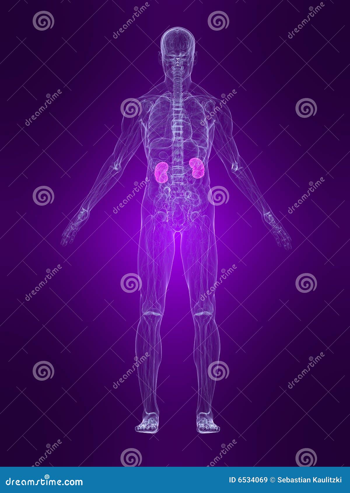 Highlighted kidneys stock illustration. Illustration of skeleton - 6534069