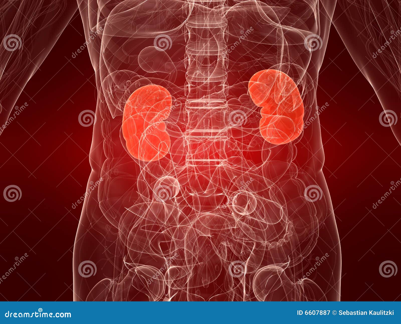 Highlighted Kidneys Royalty-Free Illustration | CartoonDealer.com #6607887