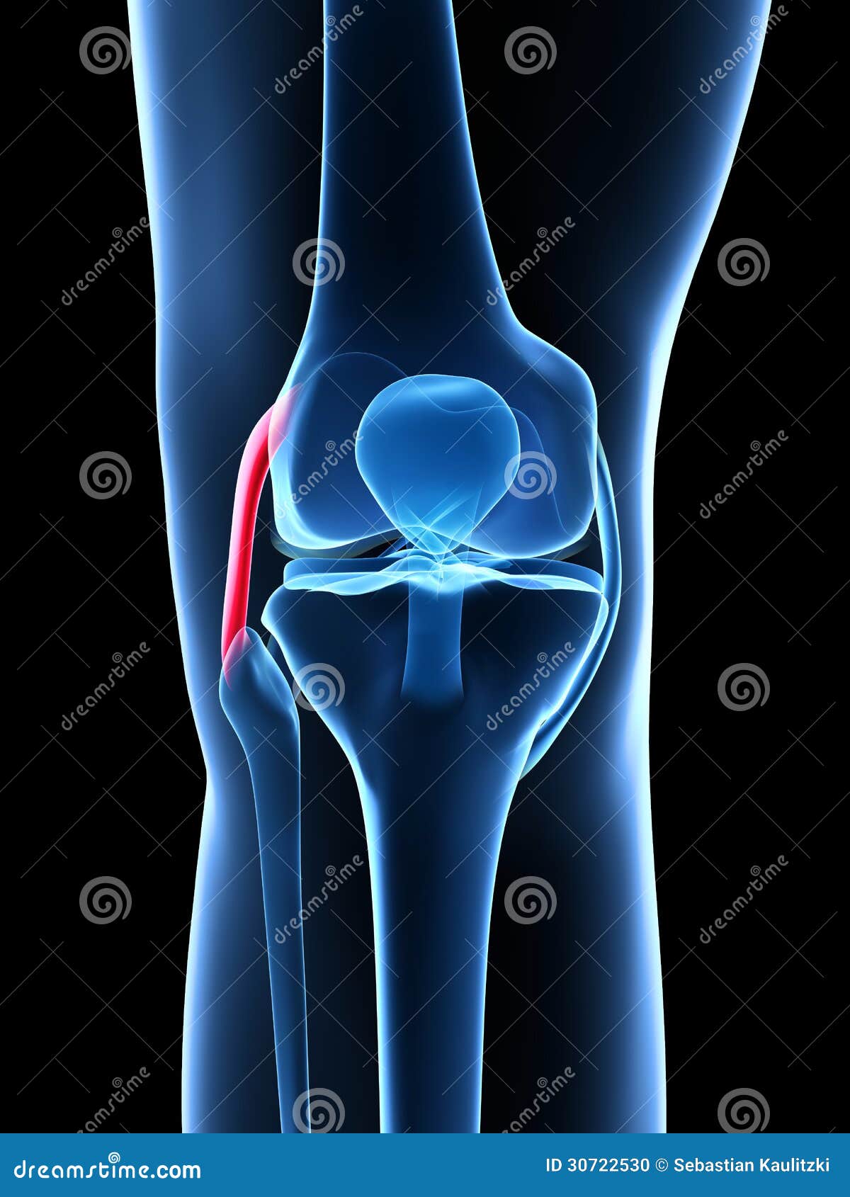 Highlighted knee joint stock illustration. Illustration of ligament ...