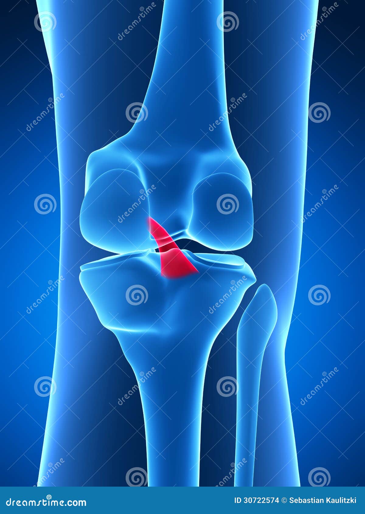 Highlighted knee joint stock illustration. Illustration of fitness ...