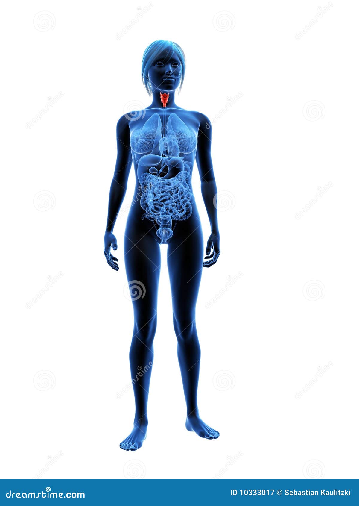 Larynx - Female Organs - Human Anatomy Royalty-Free Stock Photography ...