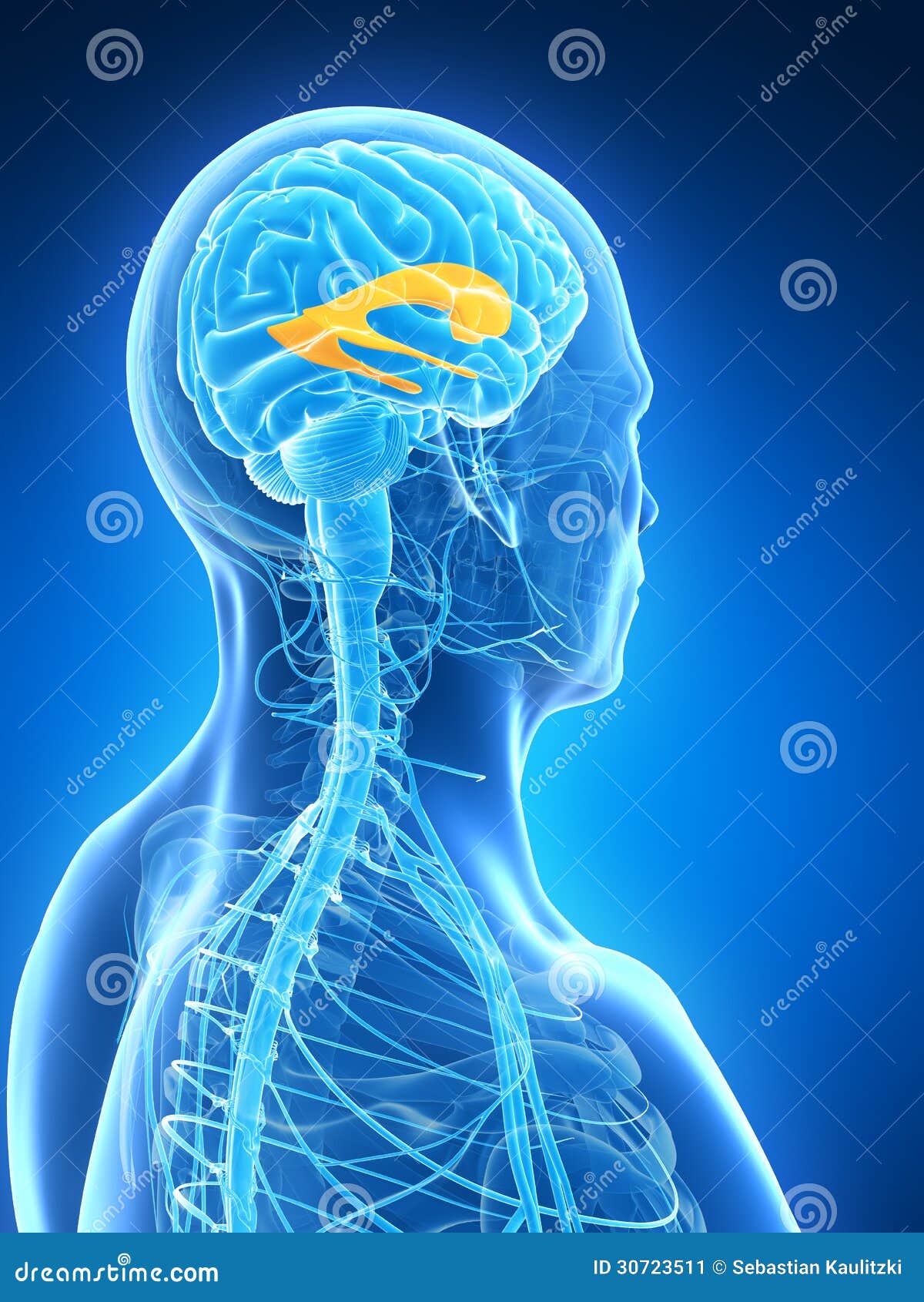 Highlighted Lateral Ventricle Stock Illustration - Illustration of ...