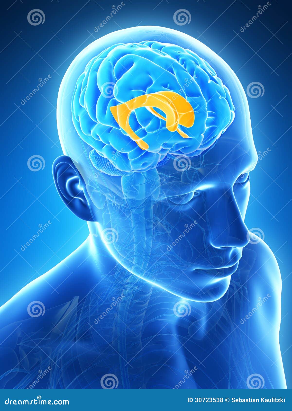 Ventricle Cartoons, Illustrations & Vector Stock Images - 7401 Pictures ...