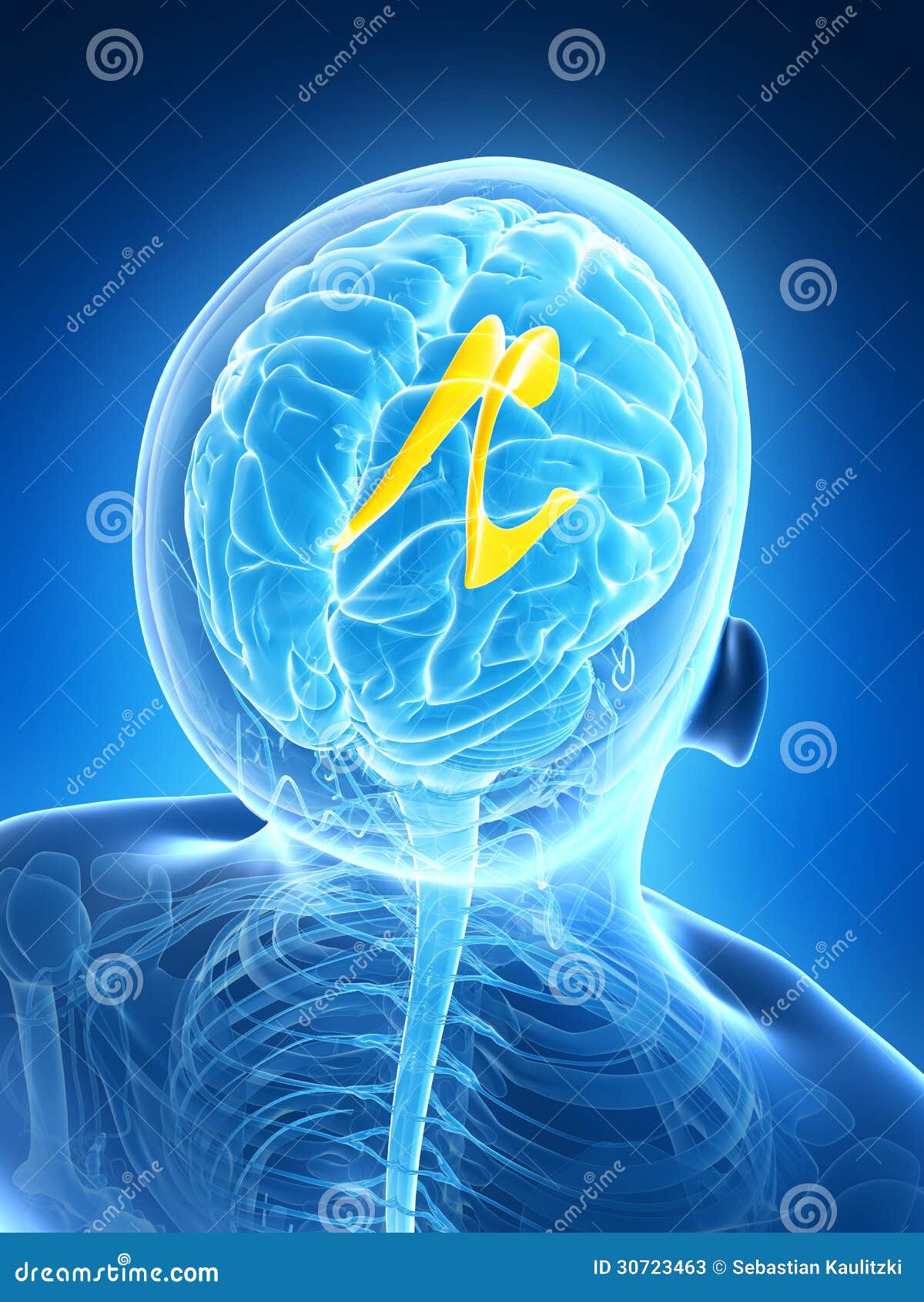 The Lateral Ventricle Royalty-Free Cartoon | CartoonDealer.com #137361488