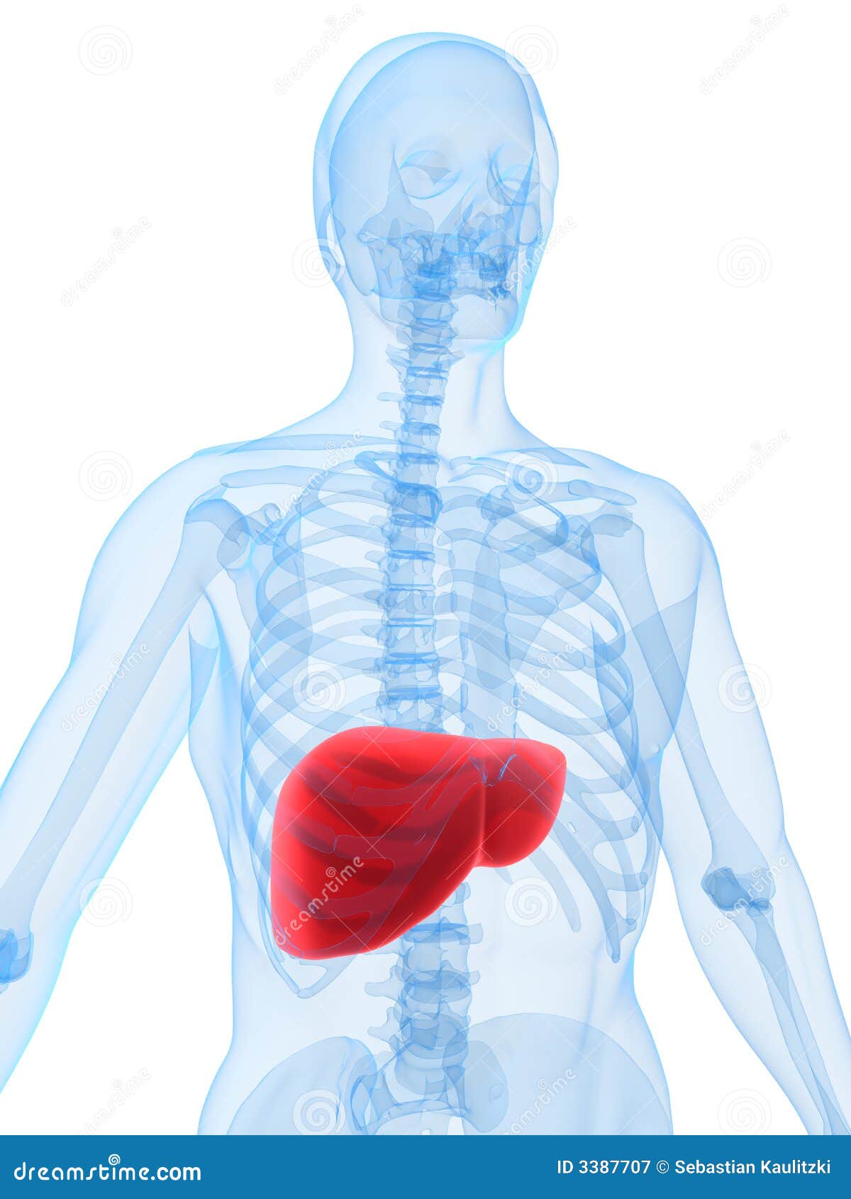 Human Liver Organ Hepatic Digestion System Vector Illustration ...