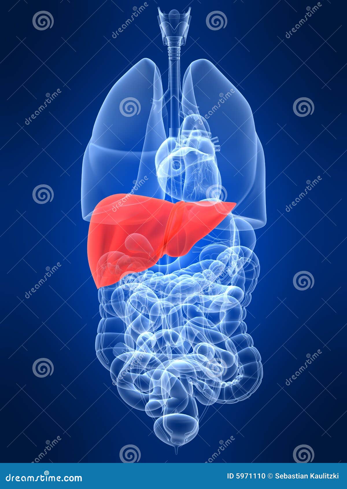 Highlighted liver stock illustration. Illustration of liver - 5971110