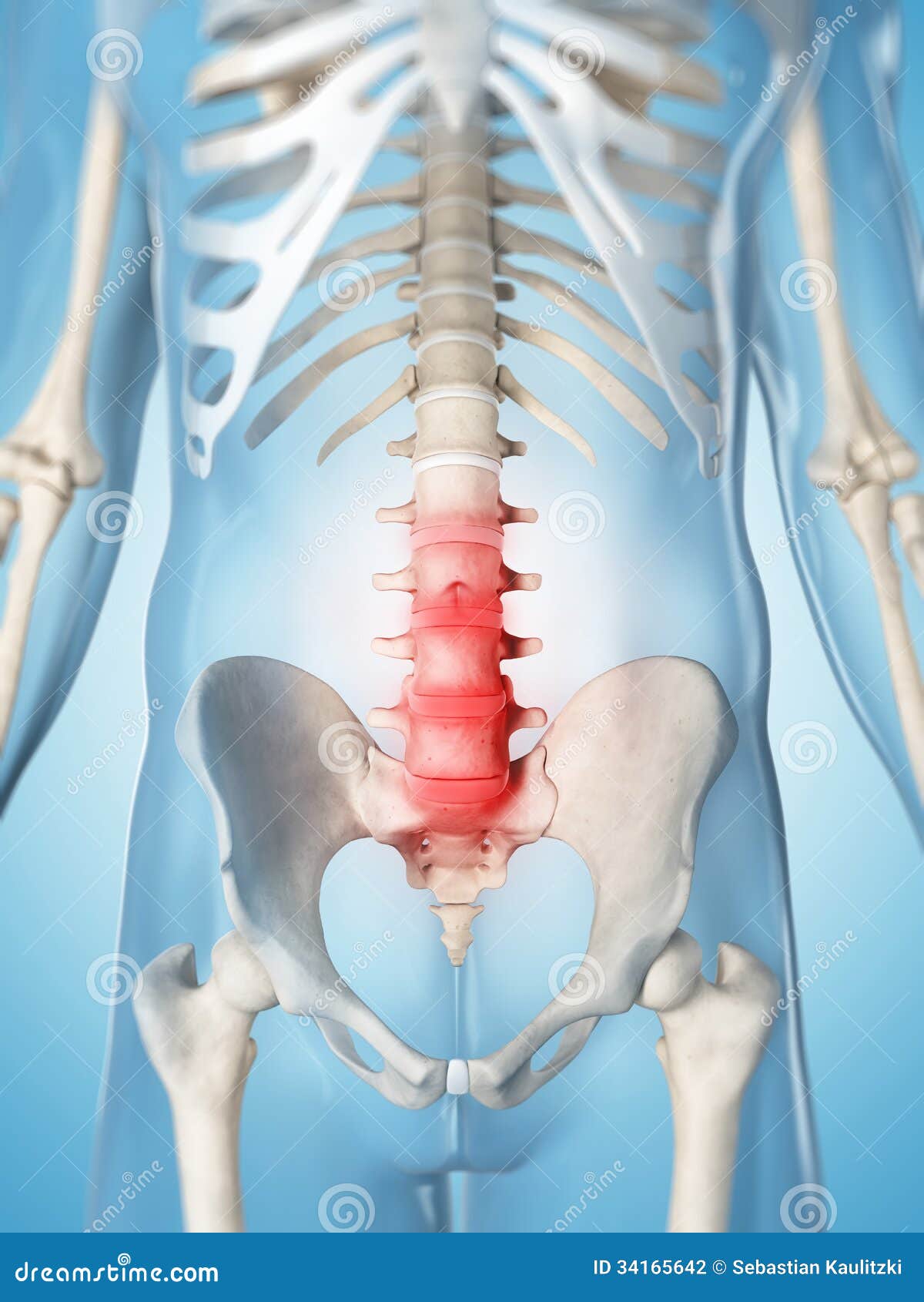 Highlighted Lumbar Spine Stock Illustration Illustration Of Bones