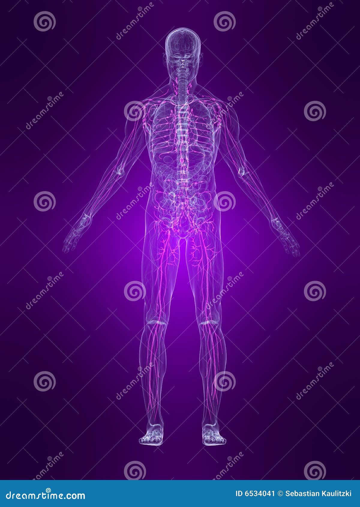 Highlighted Lymphatic System Royalty-Free Cartoon | CartoonDealer.com ...