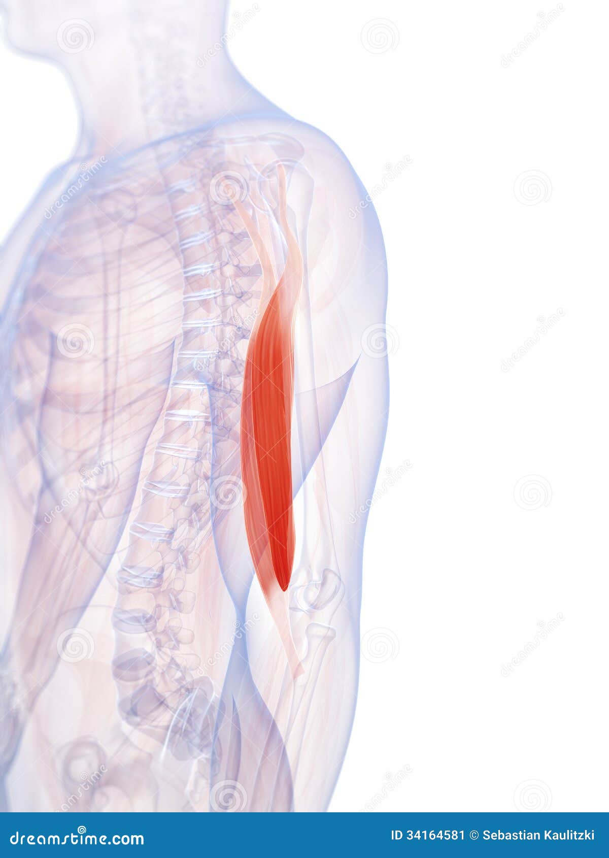 Highlighted male biceps stock illustration. Illustration of fibre ...