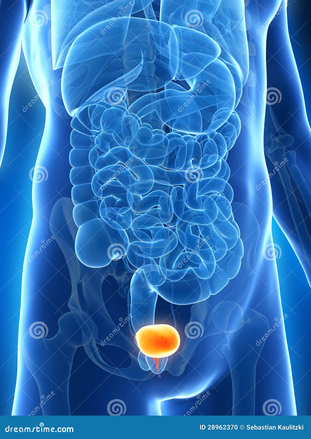 Highlighted male bladder stock illustration. Illustration of organs ...