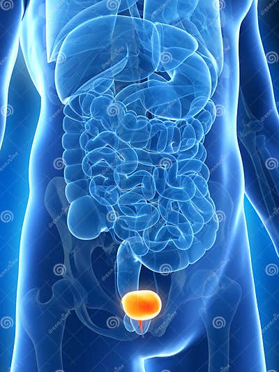 Highlighted male bladder stock illustration. Illustration of organs ...