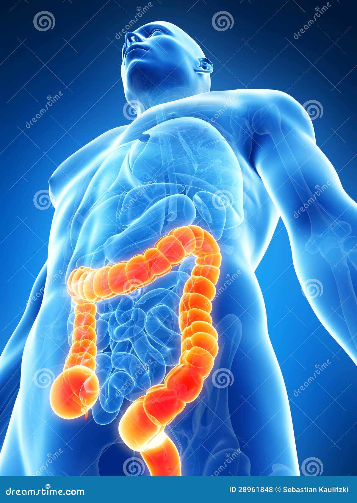 Highlighted male colon stock illustration. Illustration of blue - 28961848