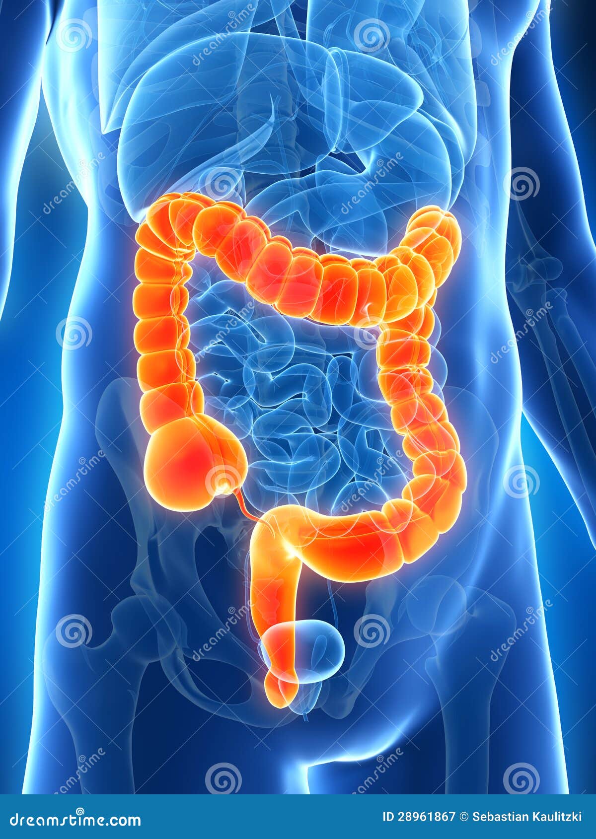 Highlighted male colon stock illustration. Illustration of intestine ...