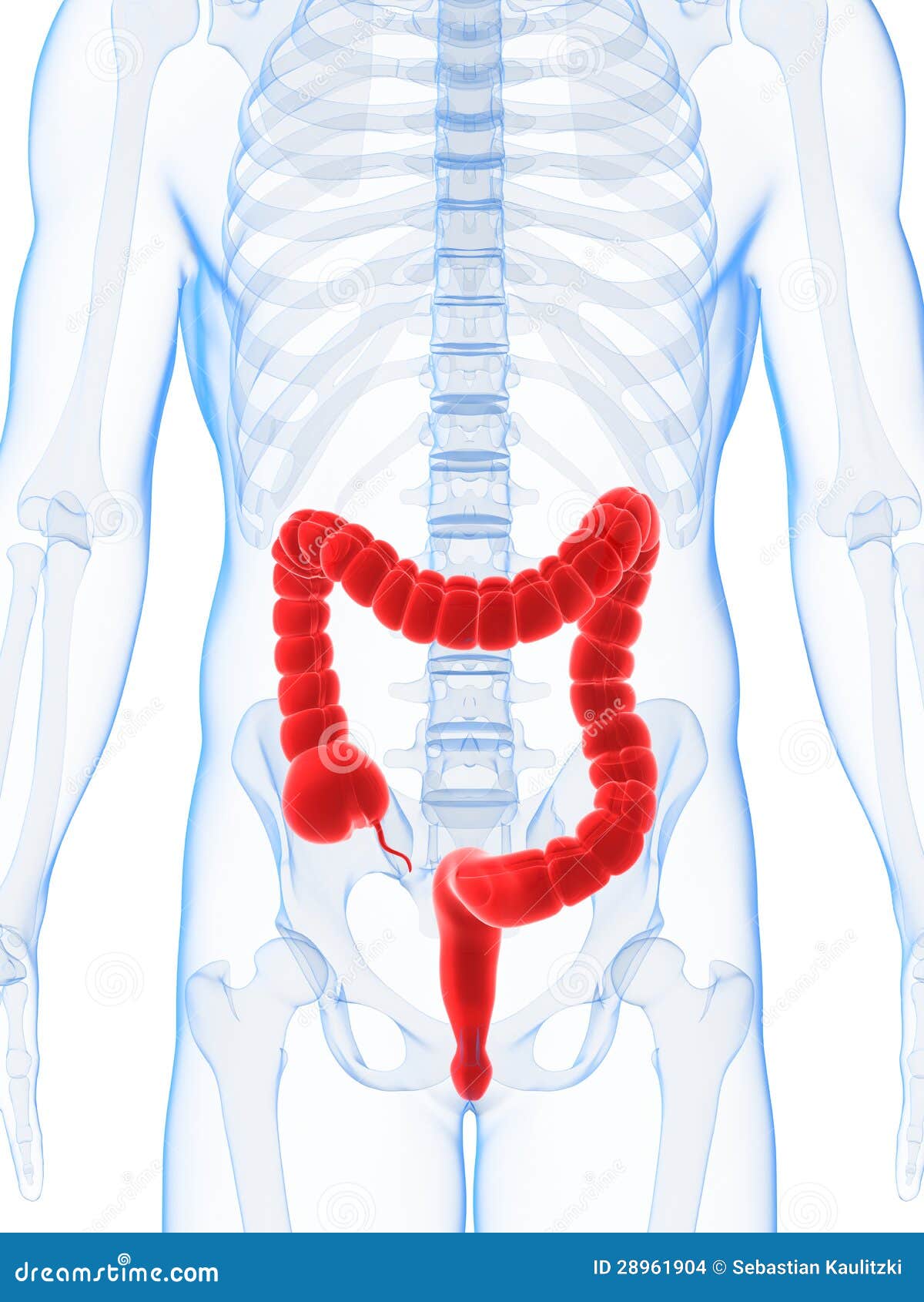 Highlighted male colon stock illustration. Illustration of anatomical ...