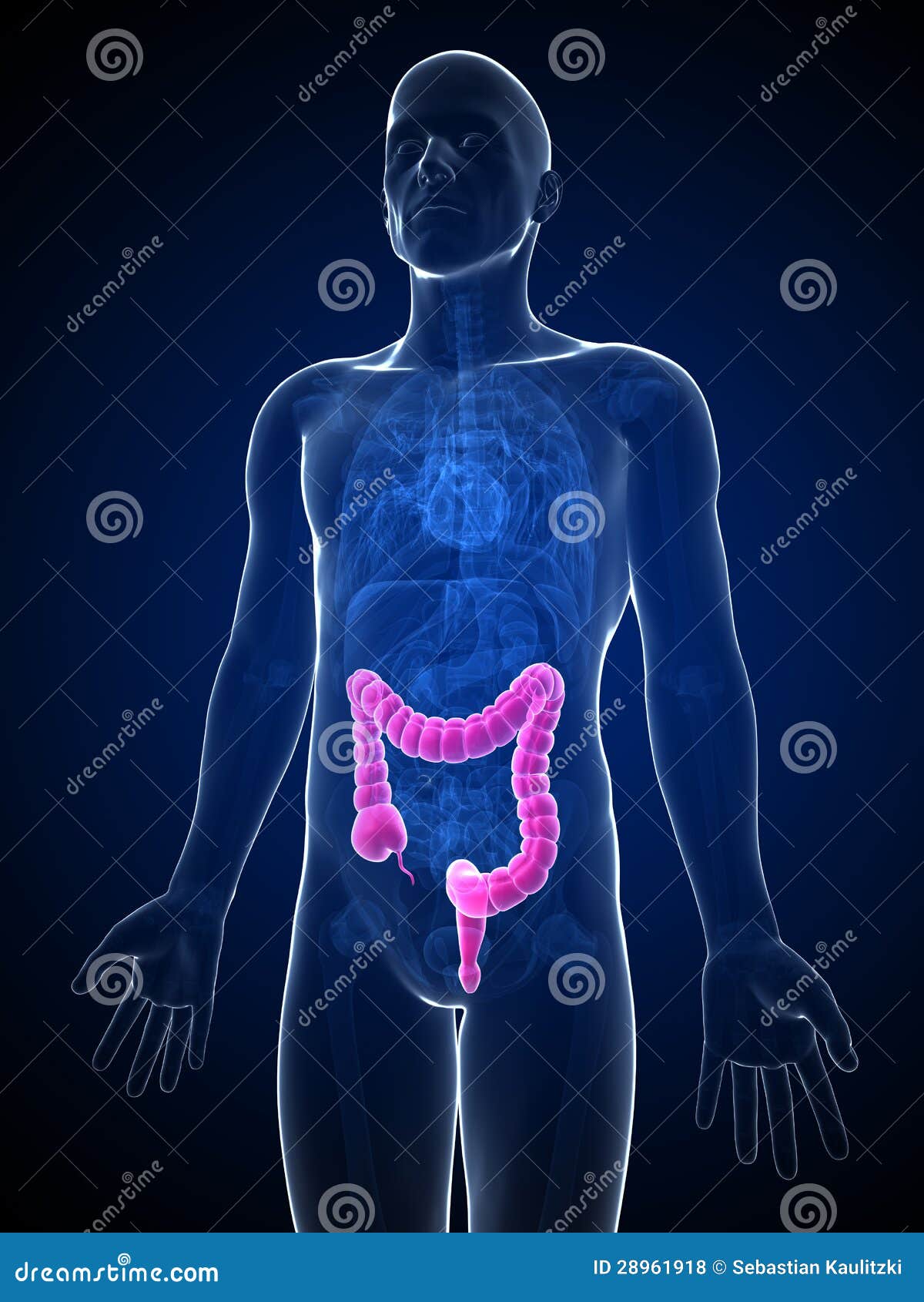 Highlighted male colon stock illustration. Illustration of colon - 28961918