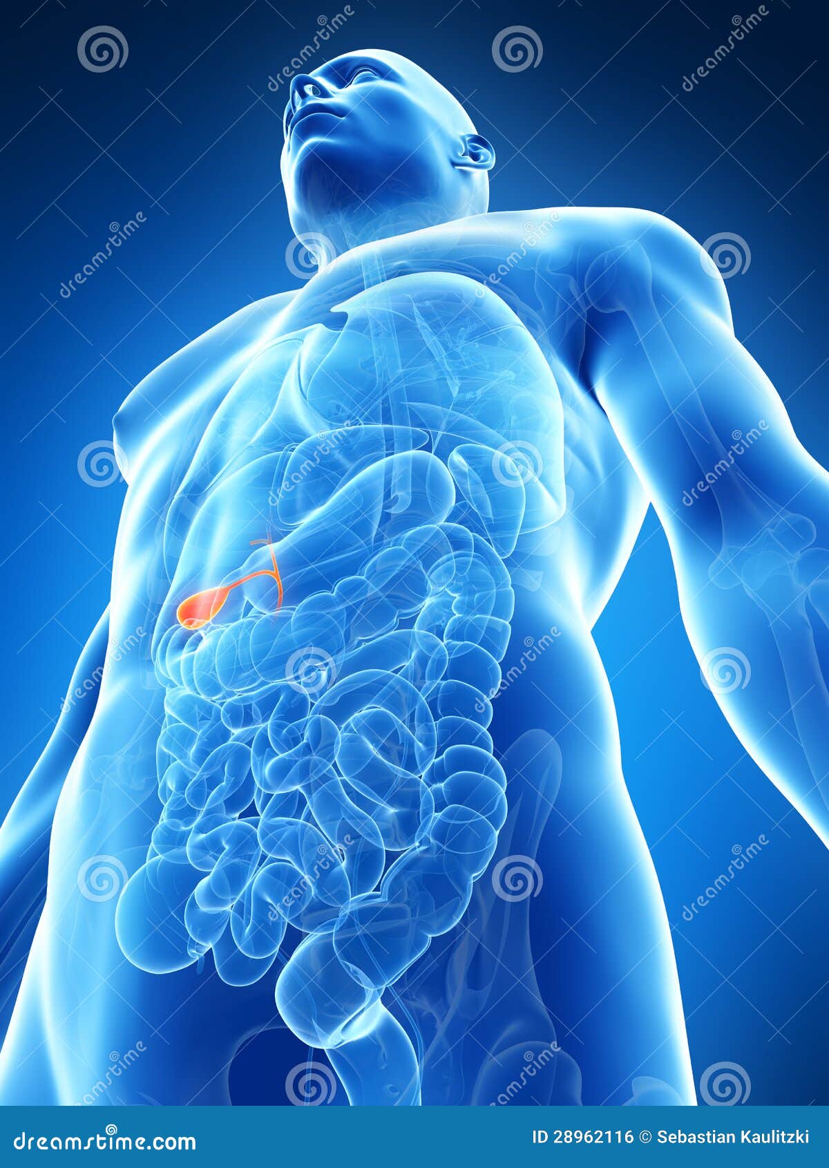Highlighted Male Gallbladder Stock Illustration - Illustration of human ...