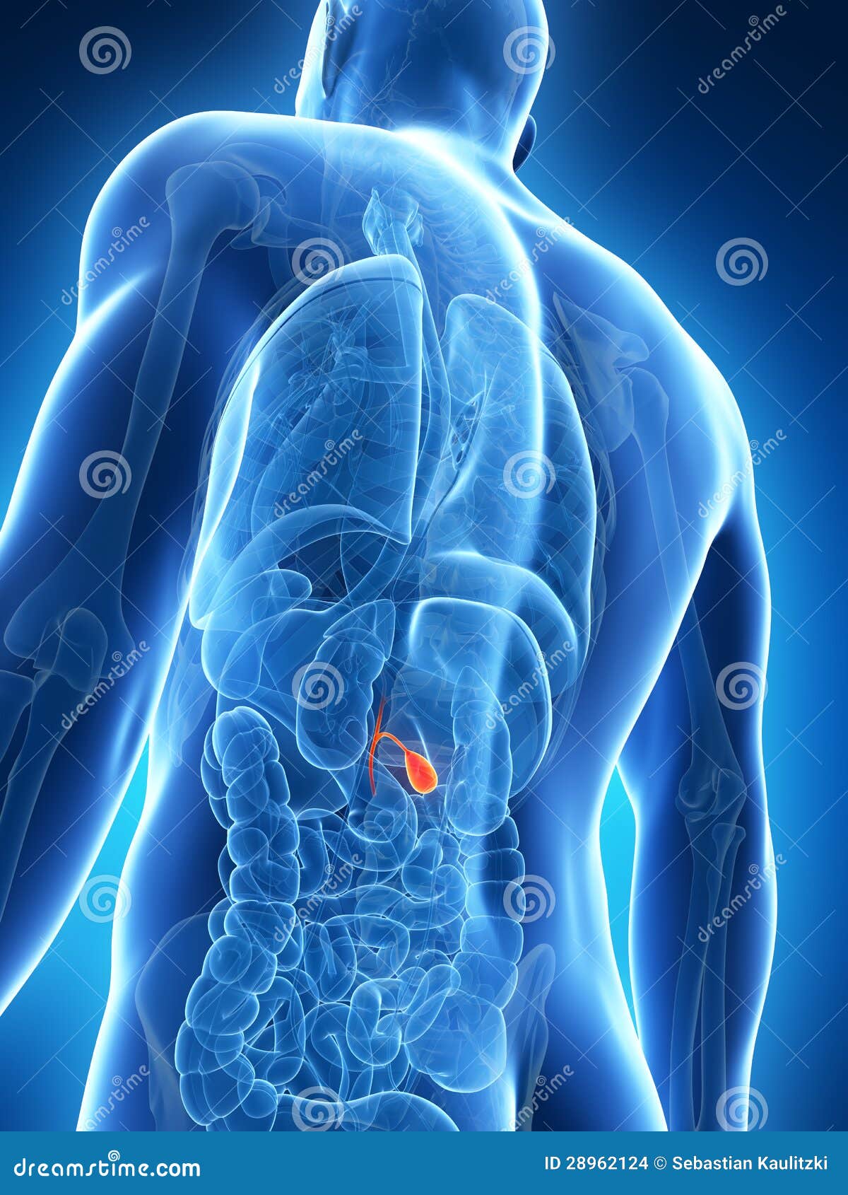 Highlighted Male Gallbladder Stock Illustration - Illustration of ...