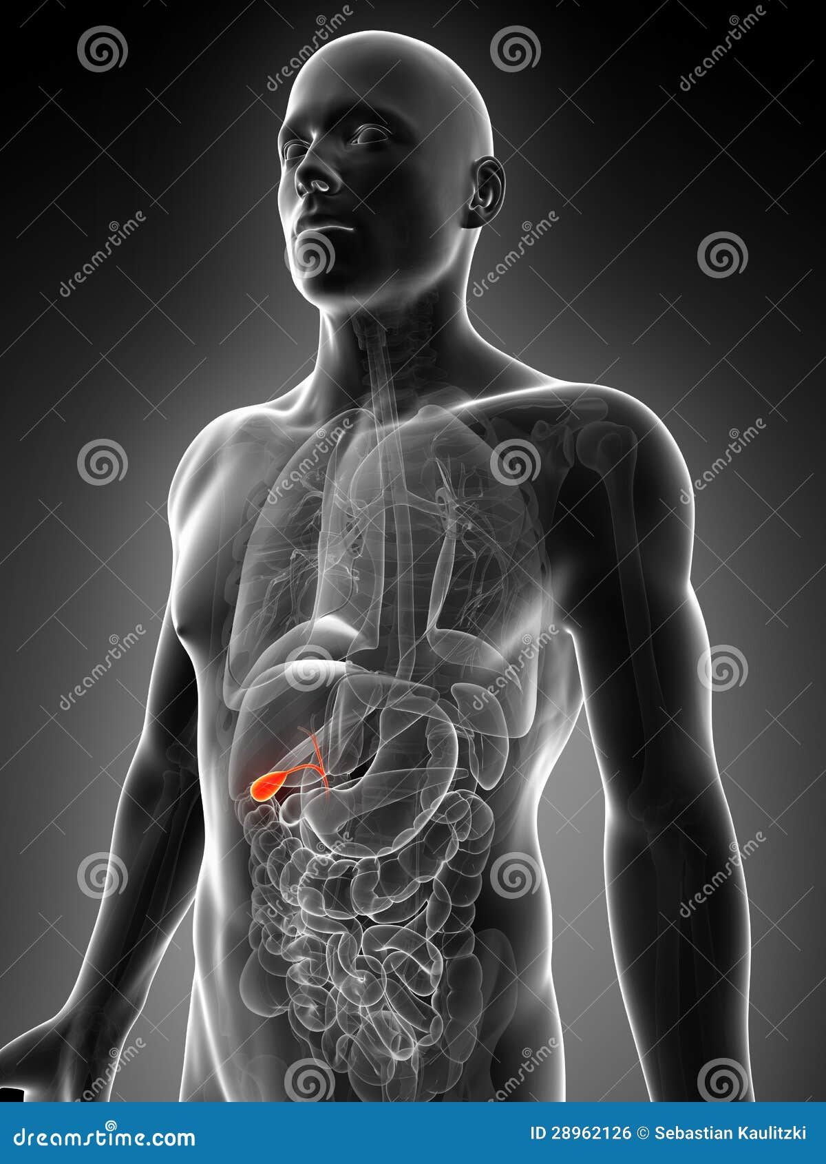 Highlighted Male Gallbladder Stock Illustration - Illustration of ...