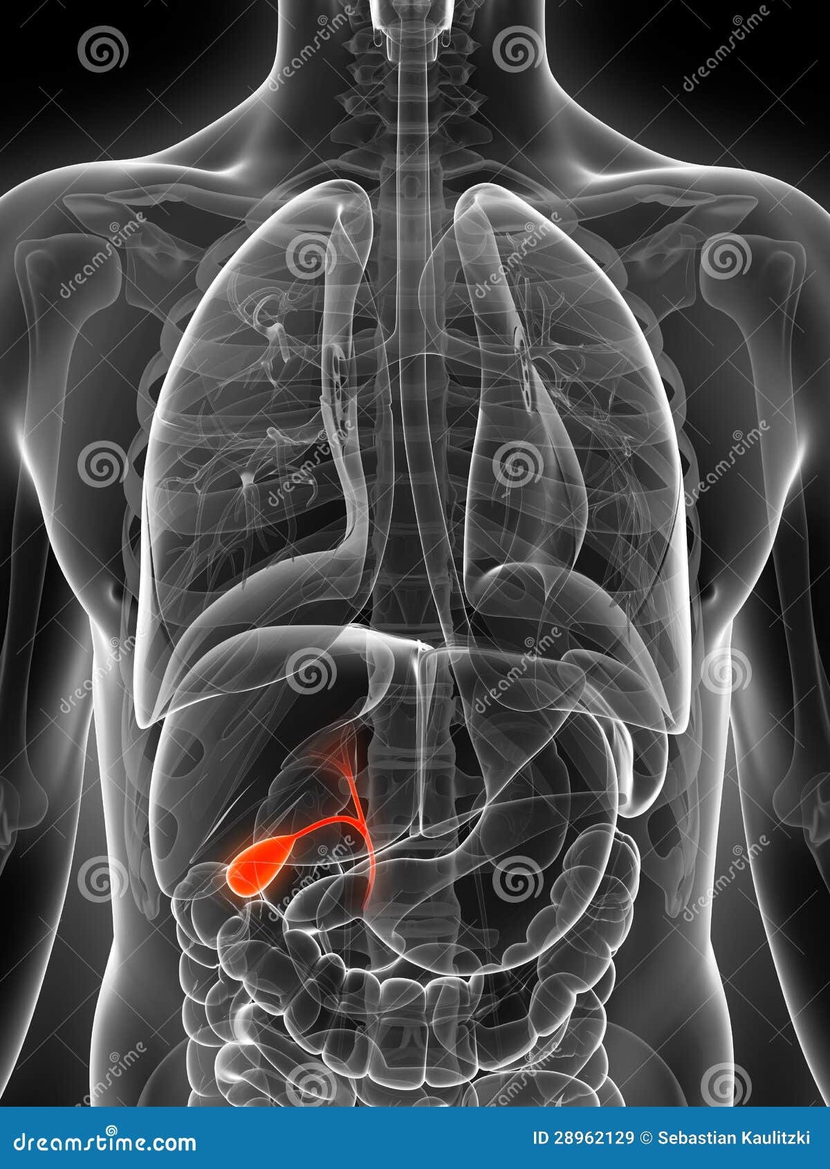 Male Gallbladder Location