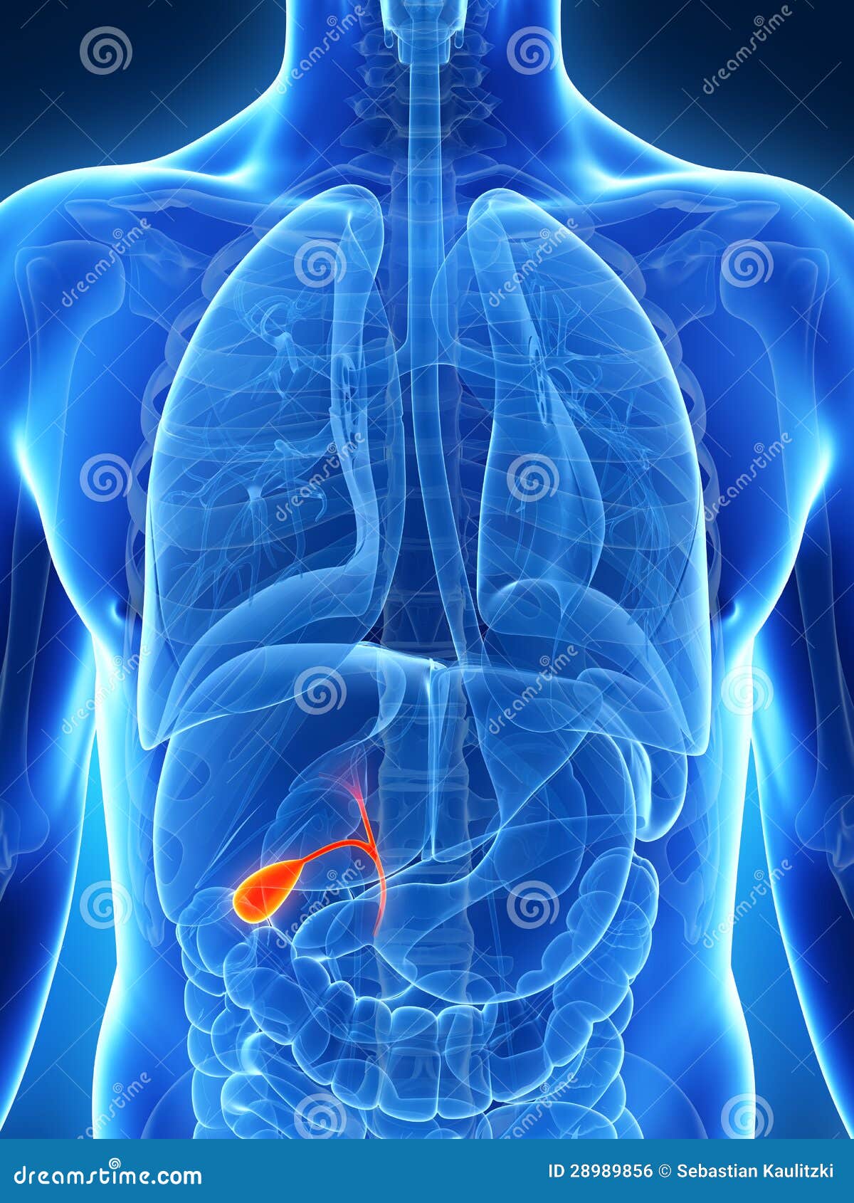 Highlighted Male Gallbladder Stock Illustration - Illustration of ...