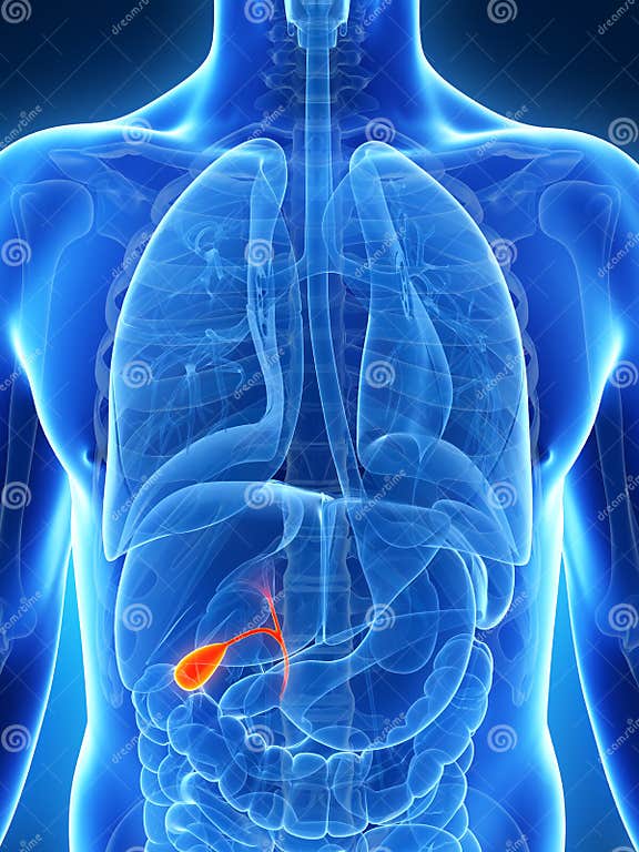 Highlighted Male Gallbladder Stock Illustration - Illustration of ...