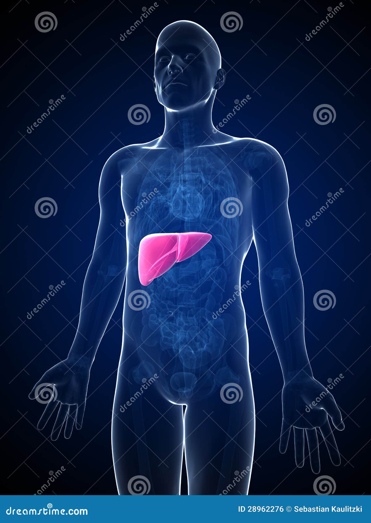 Highlighted male liver stock illustration. Illustration of liver - 28962276