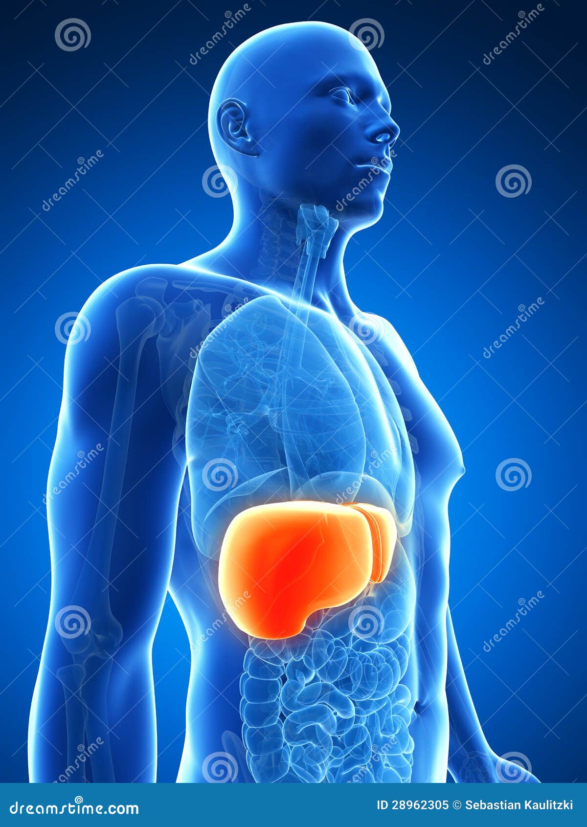 Highlighted male liver stock illustration. Illustration of inflammation ...