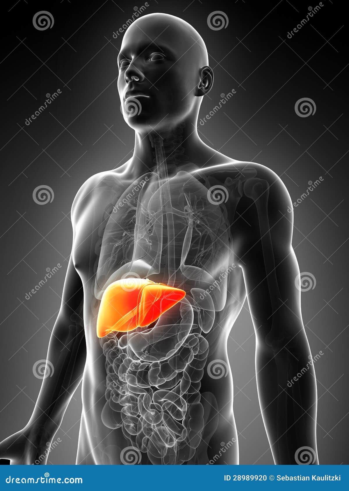 Highlighted male liver stock illustration. Illustration of transparent ...