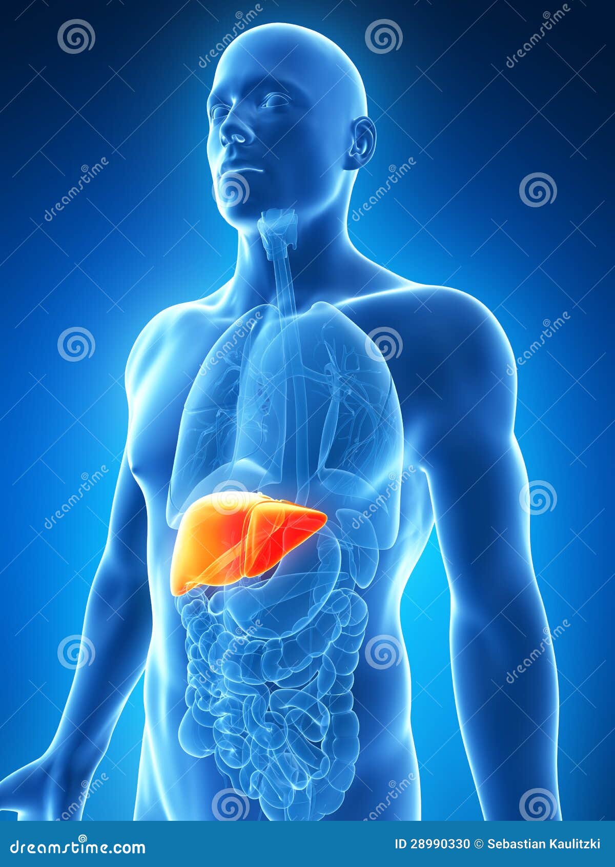 Highlighted male liver stock illustration. Illustration of blue - 28990330