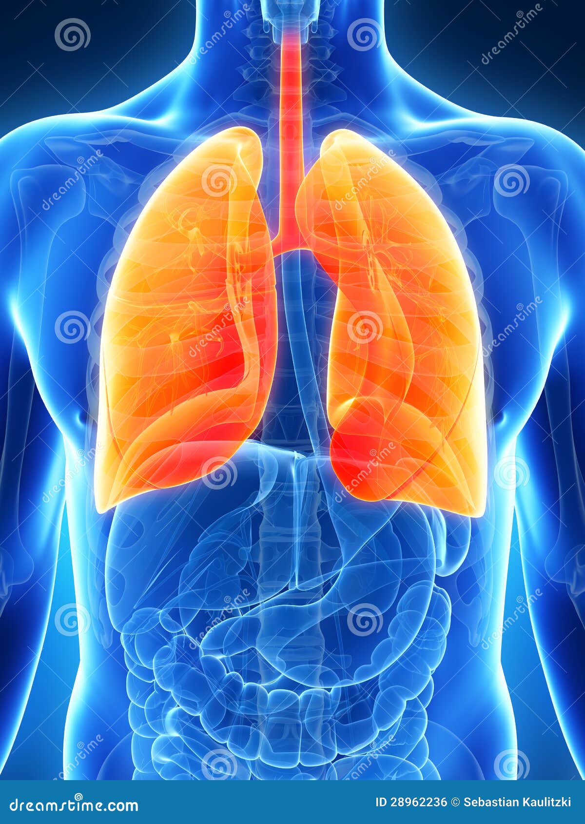 Highlighted male lung stock illustration. Illustration of human - 28962236