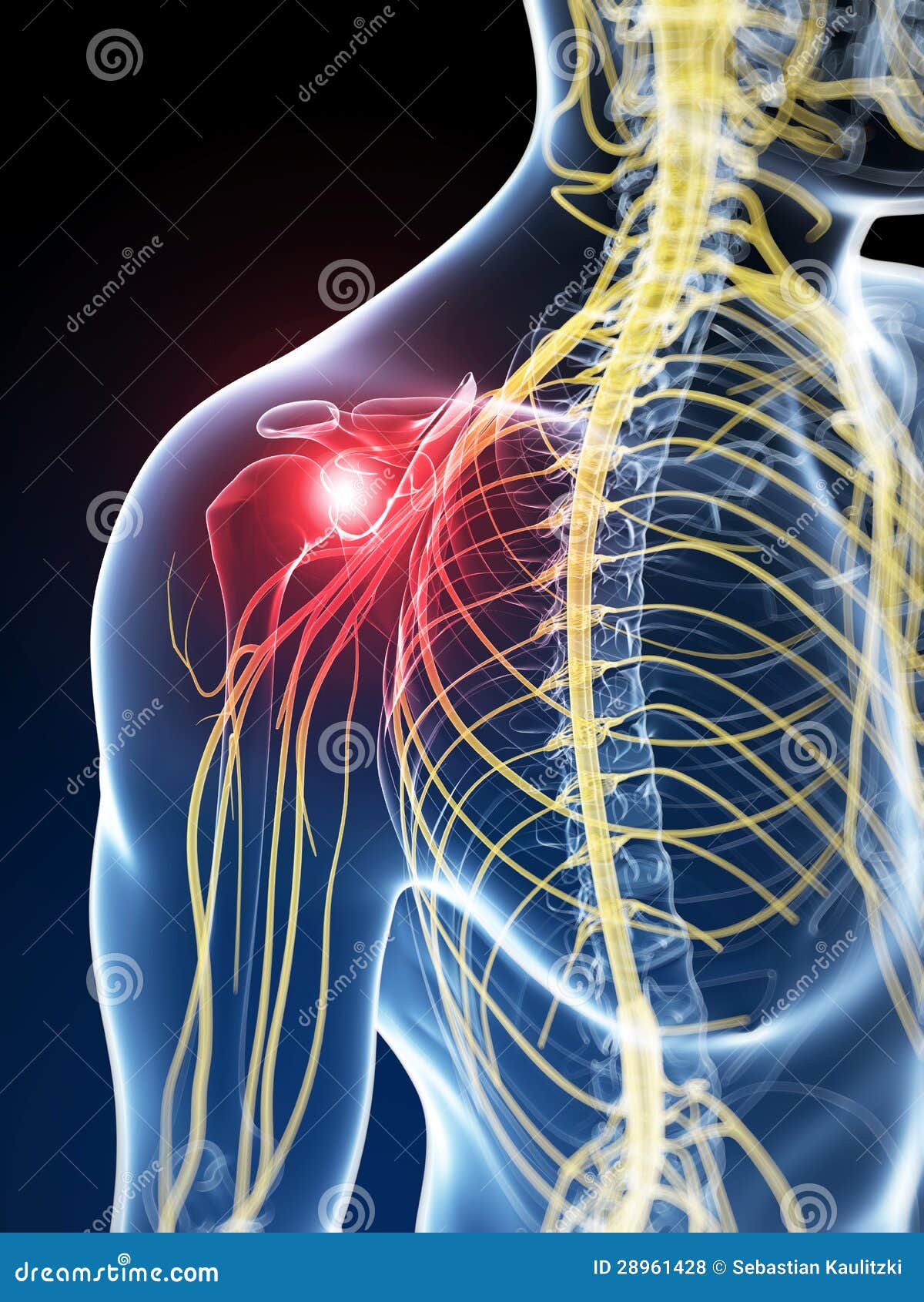 Highlighted male shoulder stock illustration. Illustration of bones ...