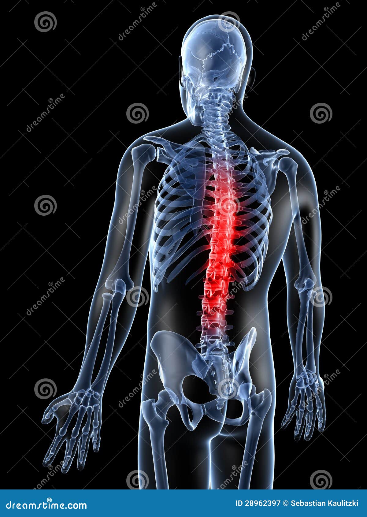 Highlighted male spine stock illustration. Illustration of osteoporosis ...