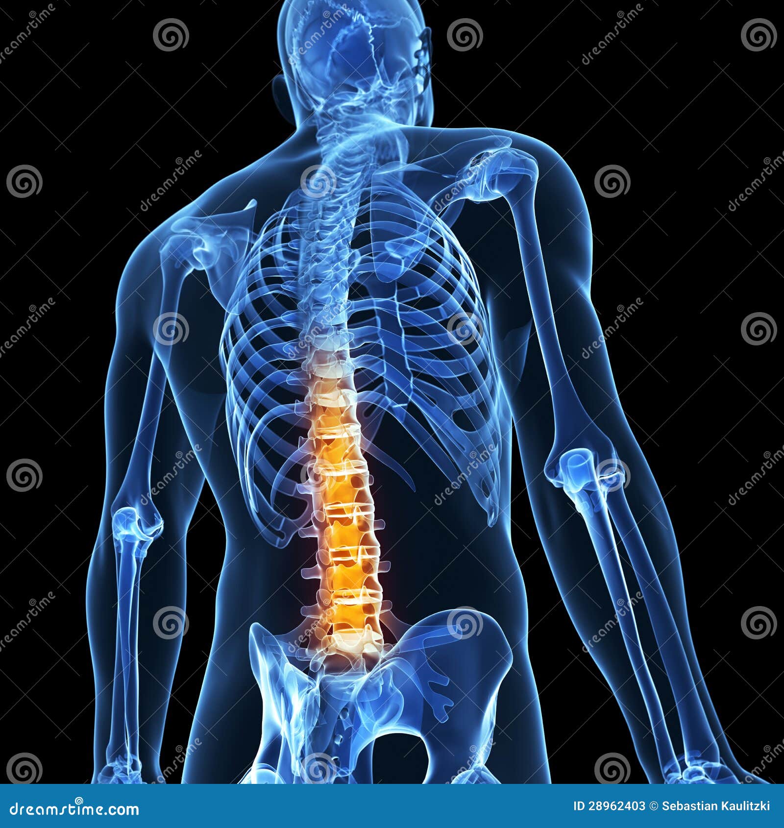 Highlighted male spine stock illustration. Illustration of science ...
