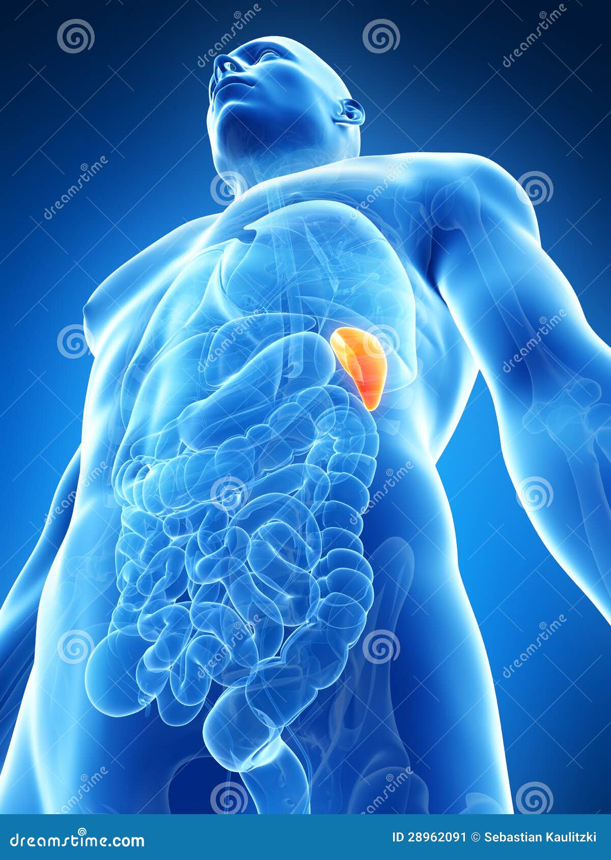 Highlighted male spleen stock illustration. Illustration of blue - 28962091