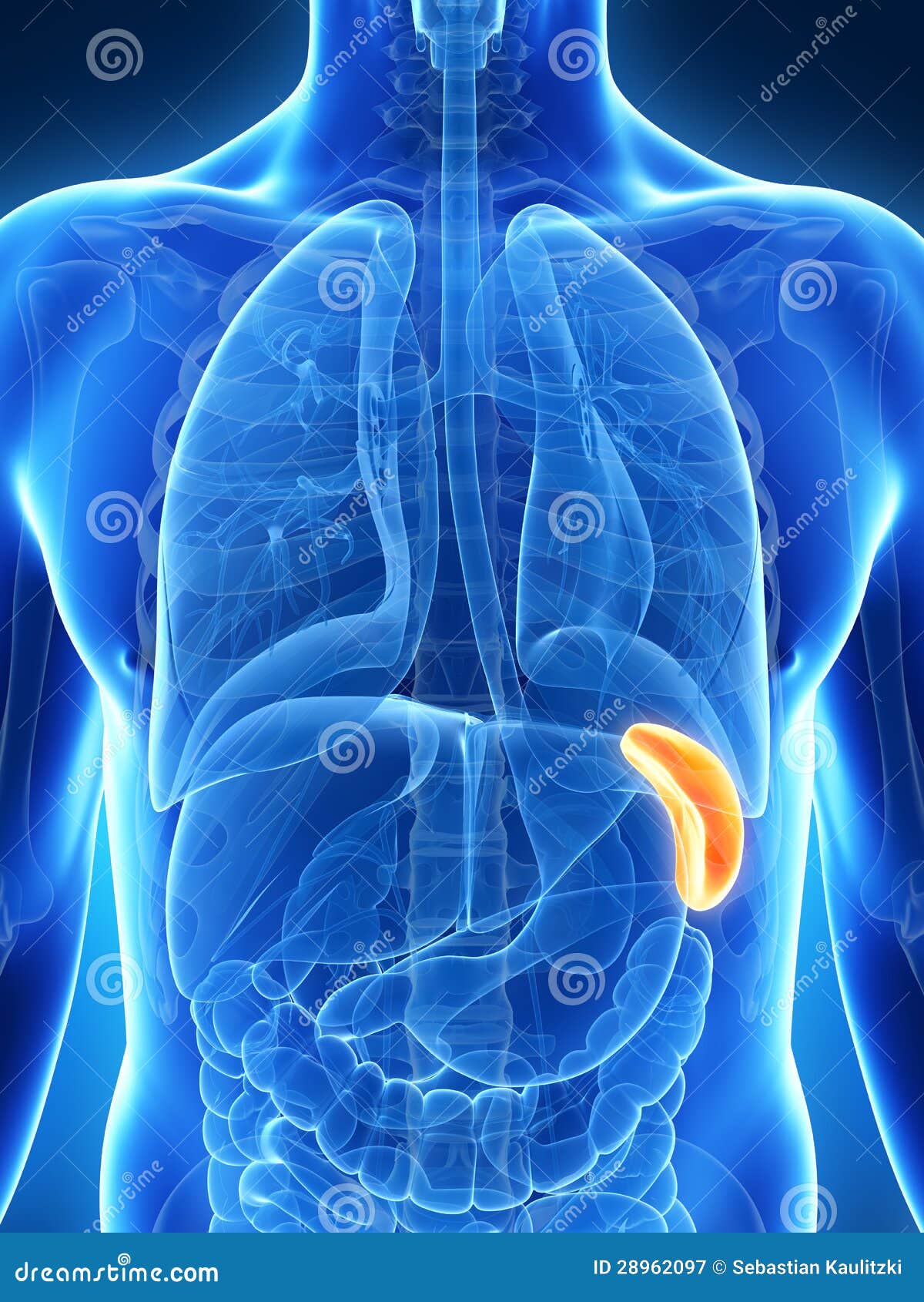 Highlighted male spleen stock illustration. Illustration of human ...