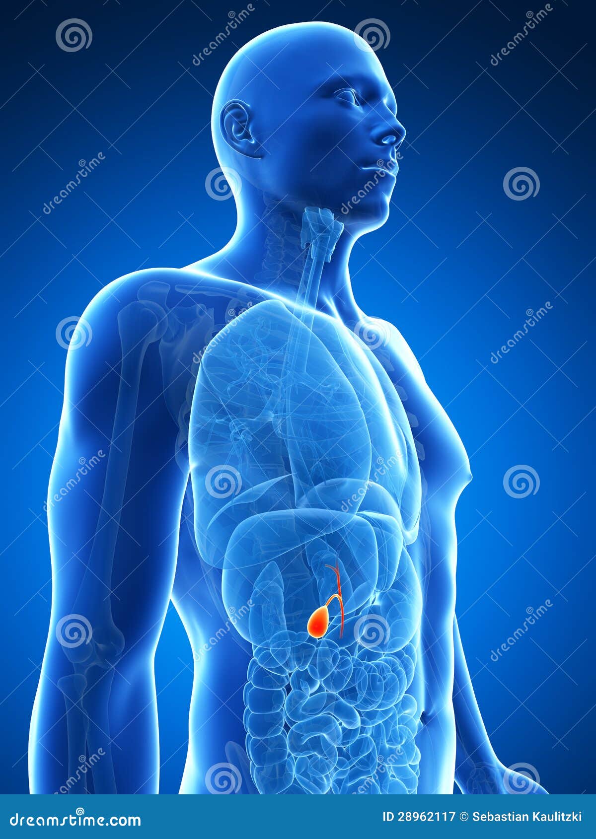 Highlighted male spleen stock illustration. Illustration of gall - 28962117