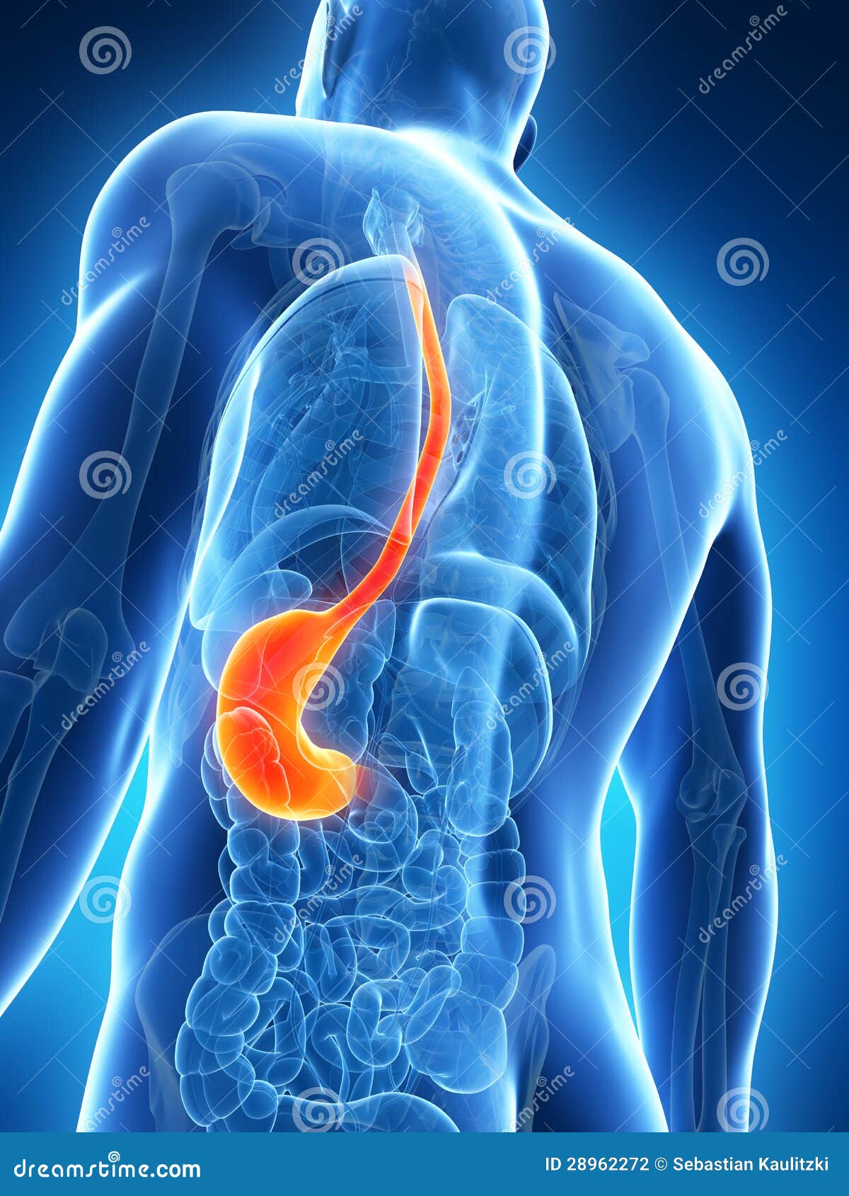 Highlighted male stomach stock illustration. Illustration of anatomical ...