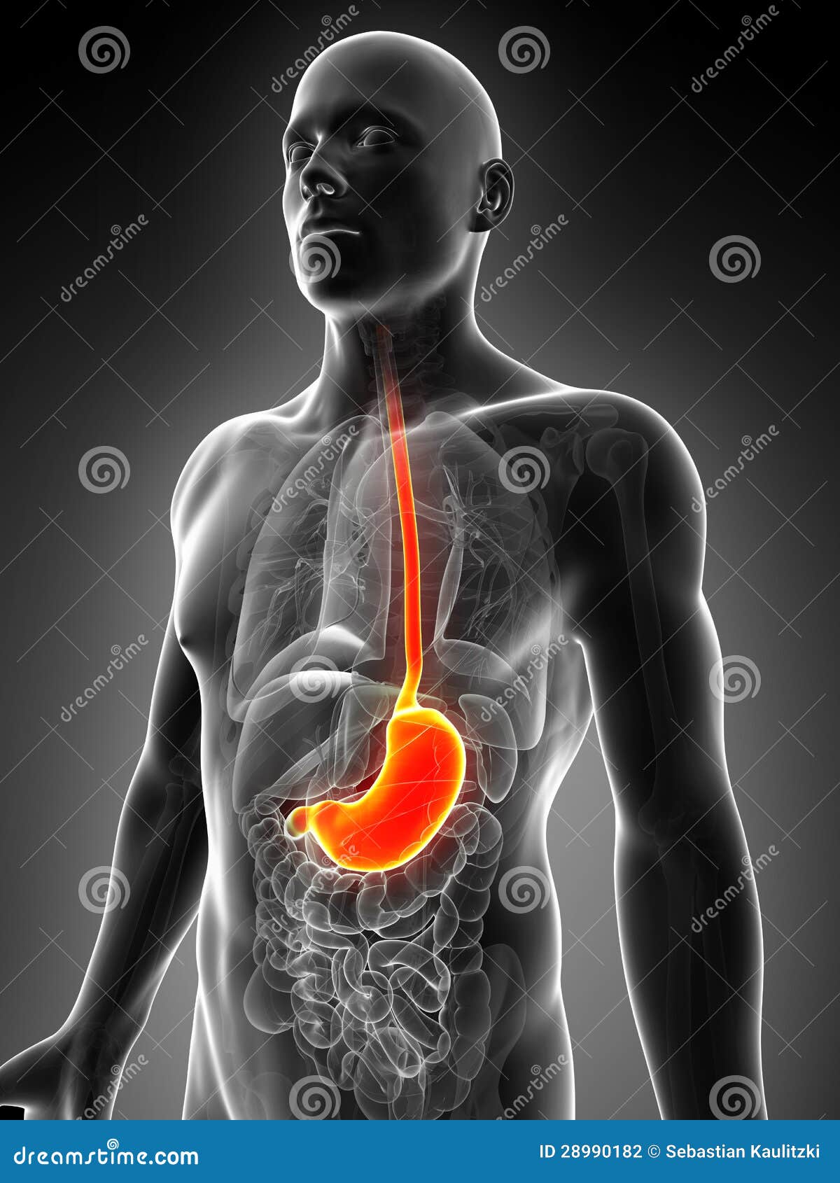 Highlighted male stomach stock illustration. Illustration of digestive ...